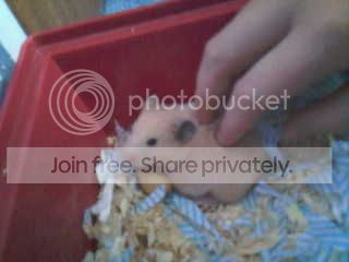 Male Cream Syrian Hamster - Poole | Reptile Forums