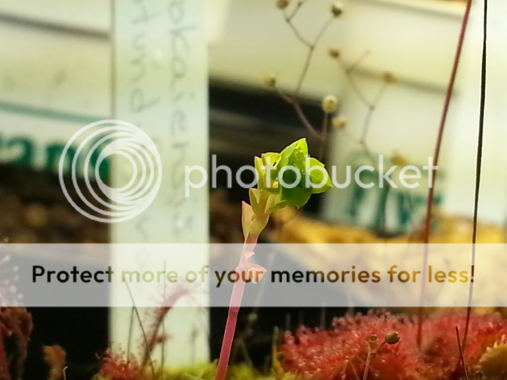 Check this plant out UPDATED 3/6/13 - FlyTrapCare Forums