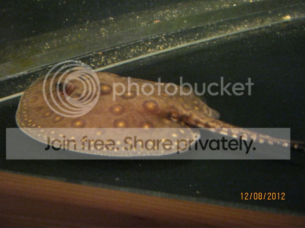Mini Marble | MonsterFishKeepers.com